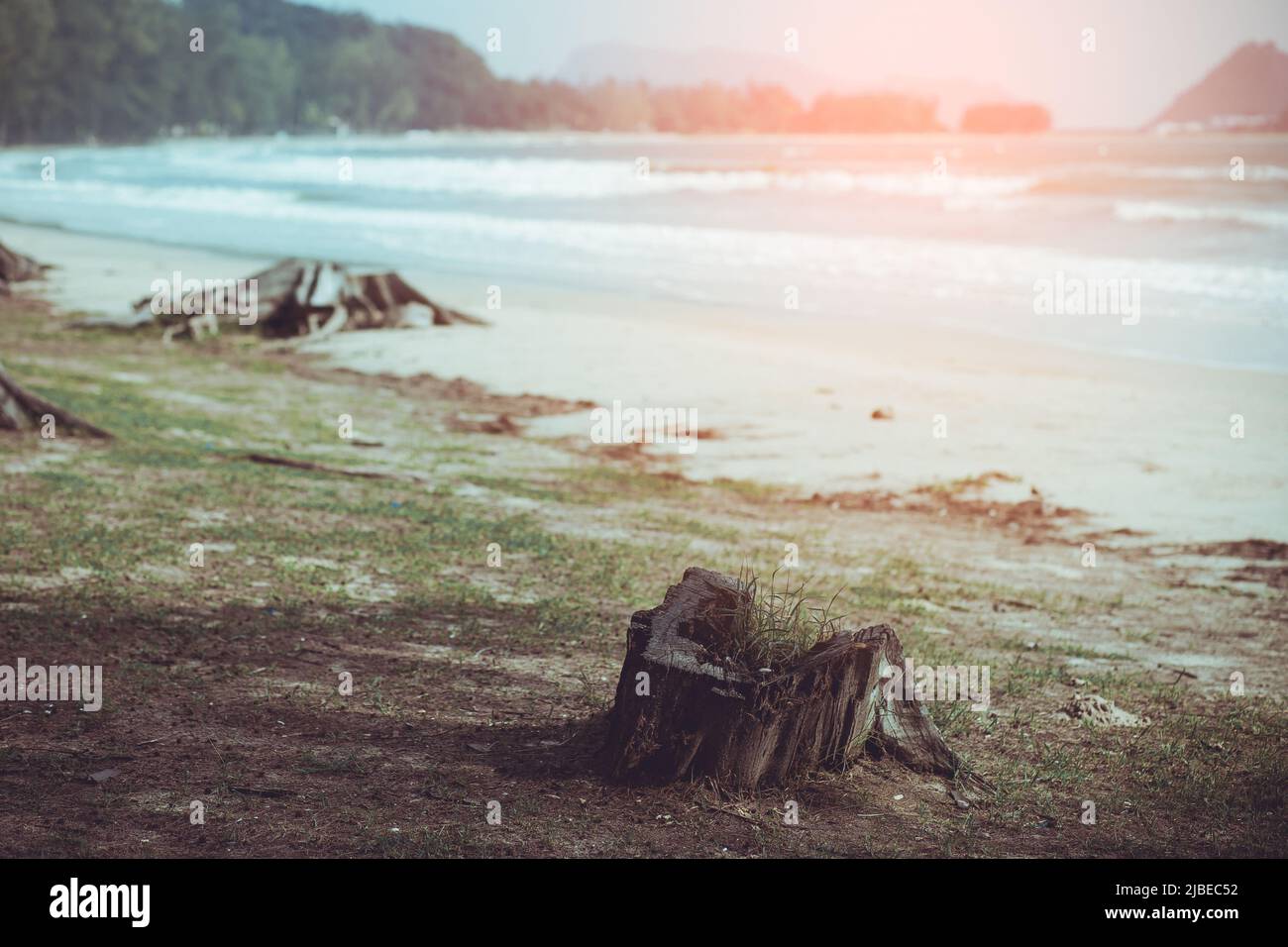 Trees and a huge dead tree stump left on the beach. Leaves in the water ...