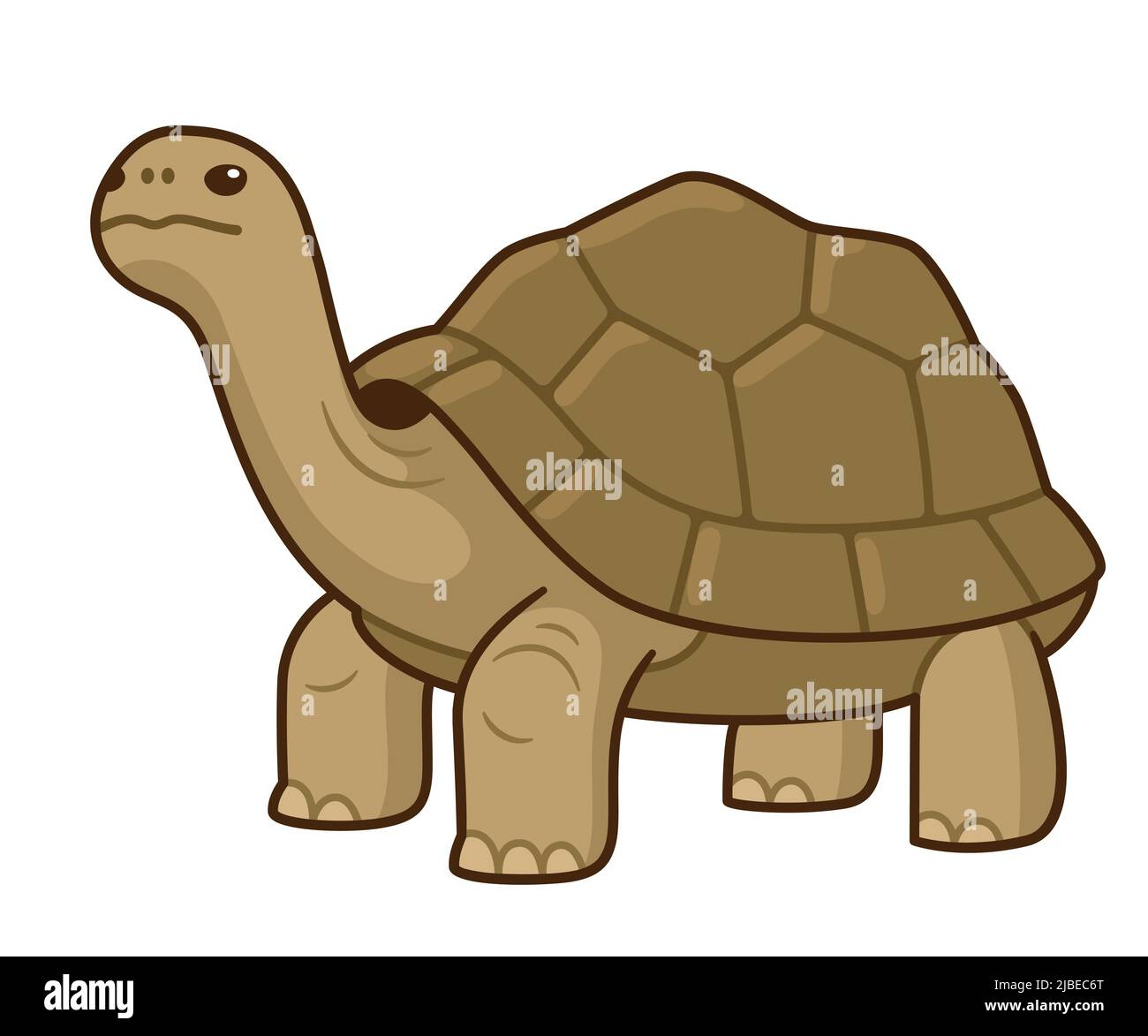 Galapagos Giant Tortoise Cartoon Drawing Cute Vector Illustration