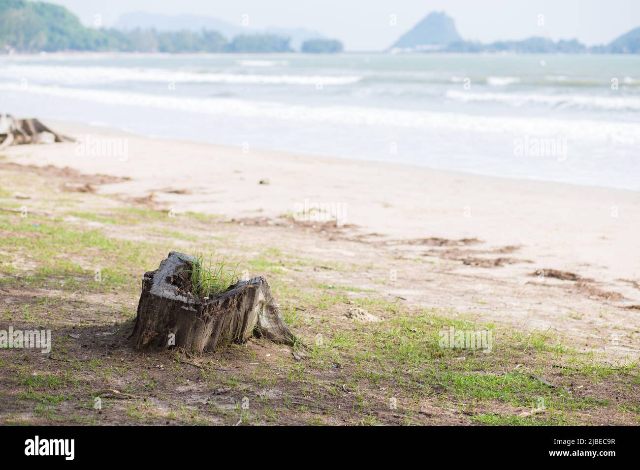 Trees and a huge dead tree stump left on the beach. Leaves in the water ...