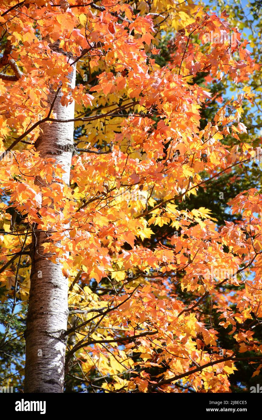 Autumn in country setting with country road Stock Photo - Alamy