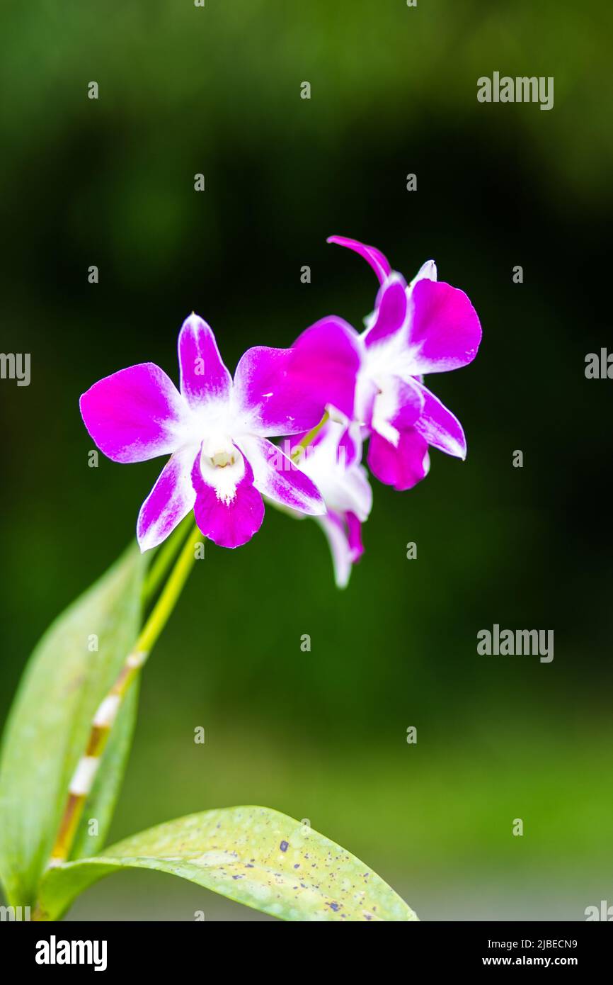 Beautiful orchid flower with natural background Stock Photo - Alamy