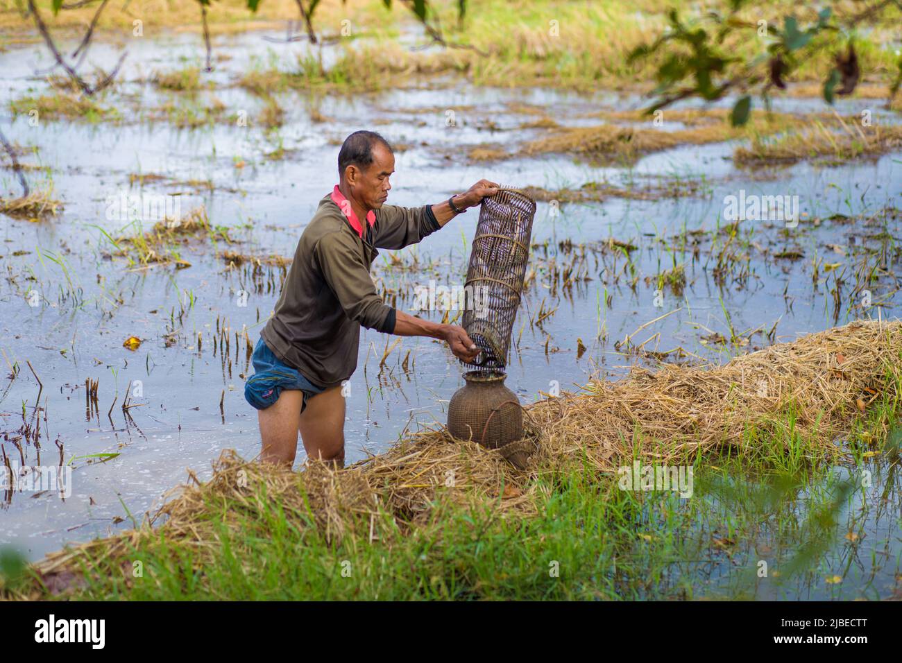Life style farmer thai. Thai farmers are fish trap in paddy fields ...
