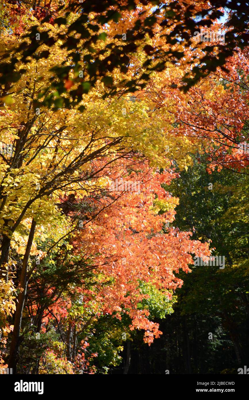 Autumn in country setting with country road Stock Photo - Alamy