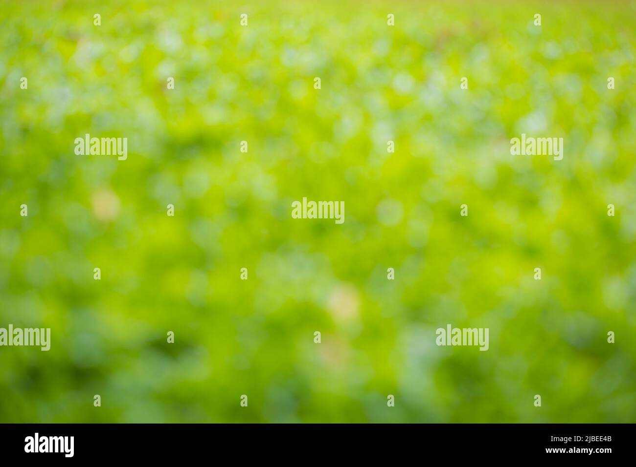 background Abstract blue beautiful Green marigold flower Stock Photo ...
