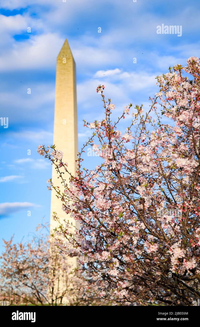 The Washington Monument in Washington D.C. behind branches of cherry ...