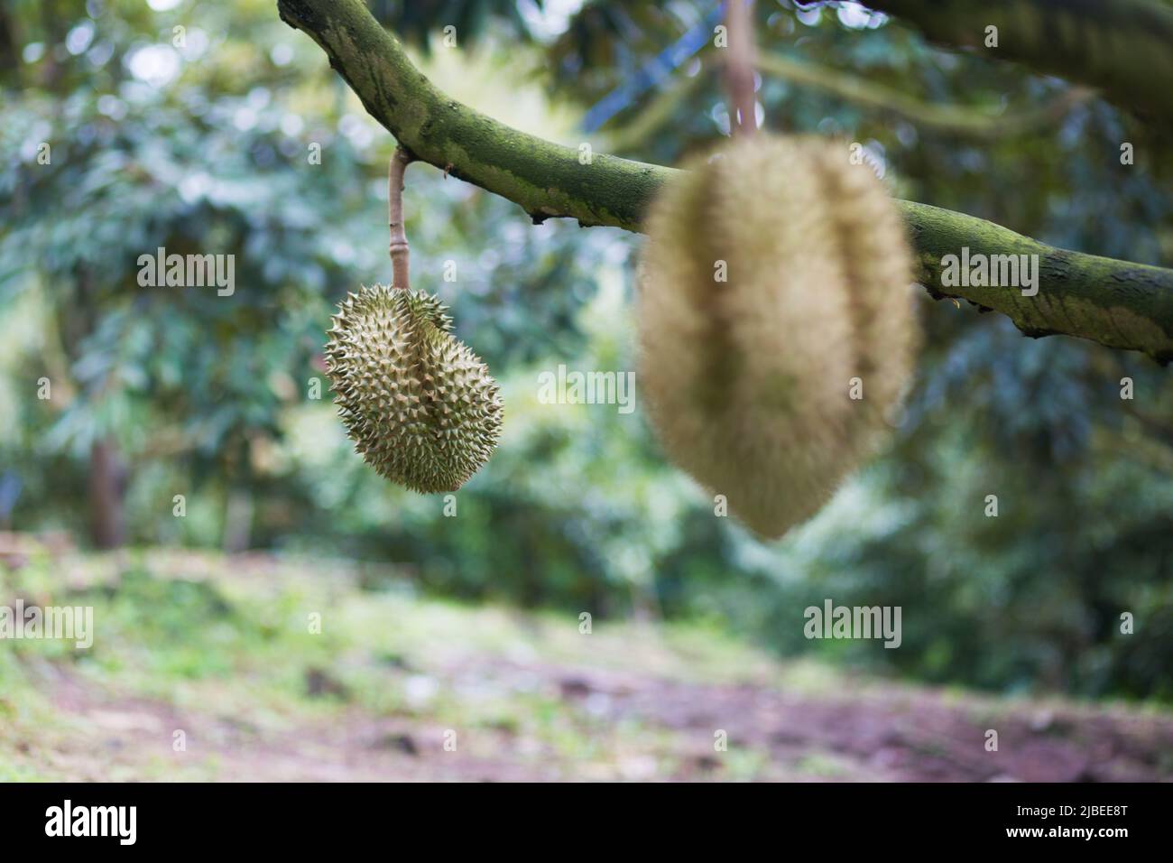 King fruits durian orchard hi-res stock photography and images - Alamy