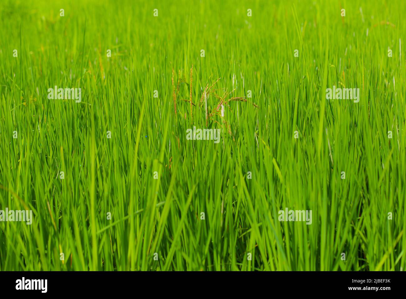 Rural rice paddy,Background of green rice plant Stock Photo - Alamy