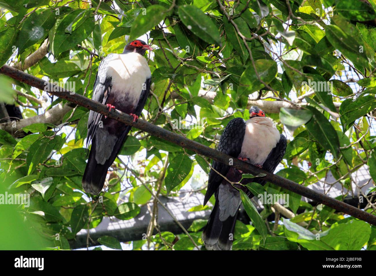 A pair of Papuan mountain pigeons perched on a metal tube at the aviary ...