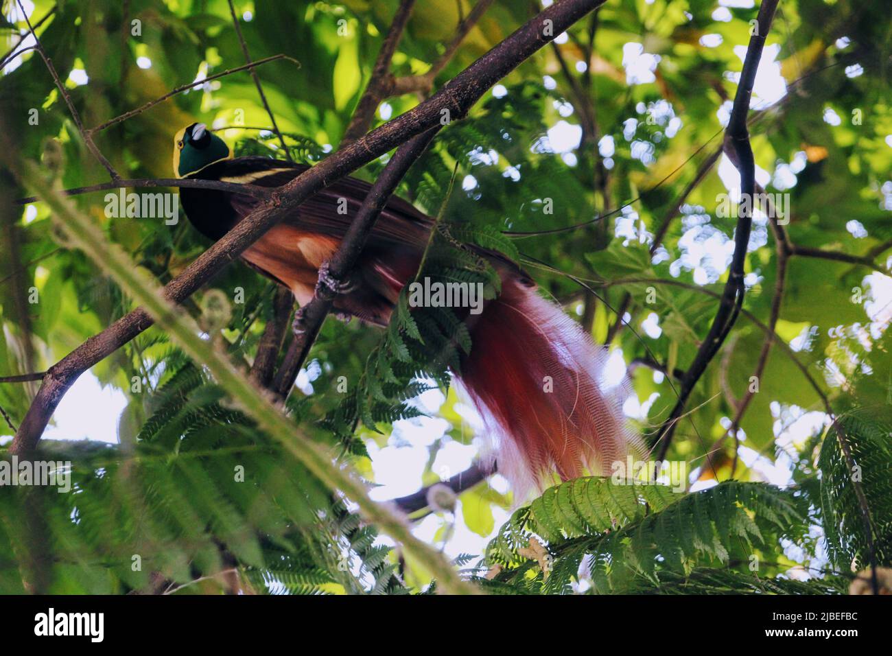 Male raggiana bird of paradise hi-res stock photography and images - Alamy
