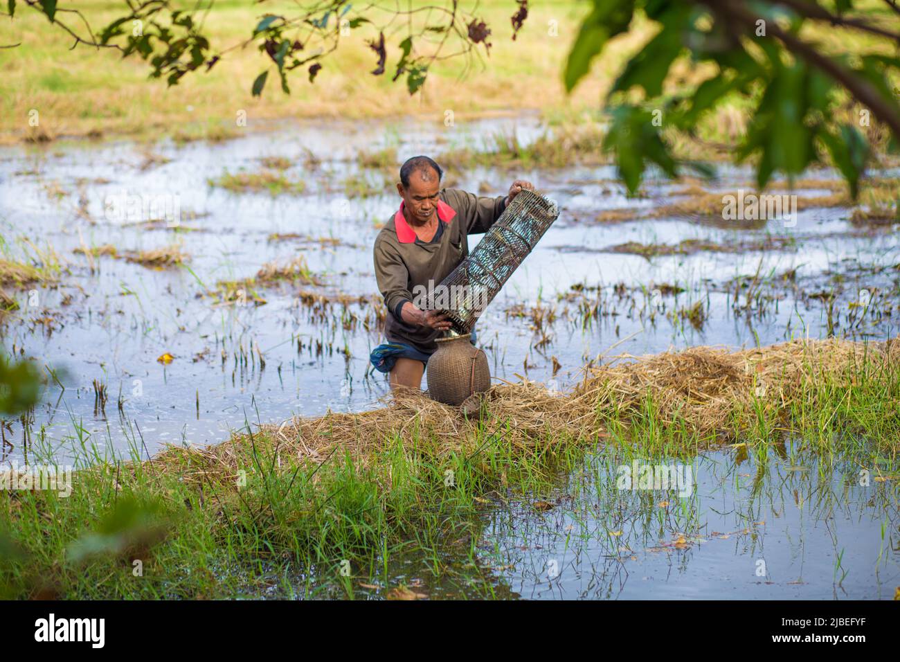 Life style farmer thai. Thai farmers are fish trap in paddy fields ...