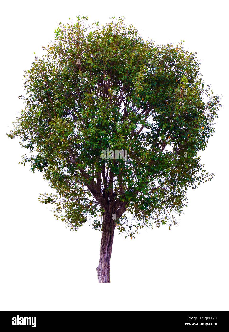 single tree Isolated tree on white background. Clipping path Stock ...