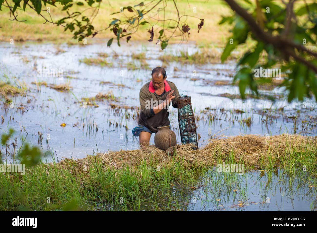 Fish rice paddy hi-res stock photography and images - Alamy