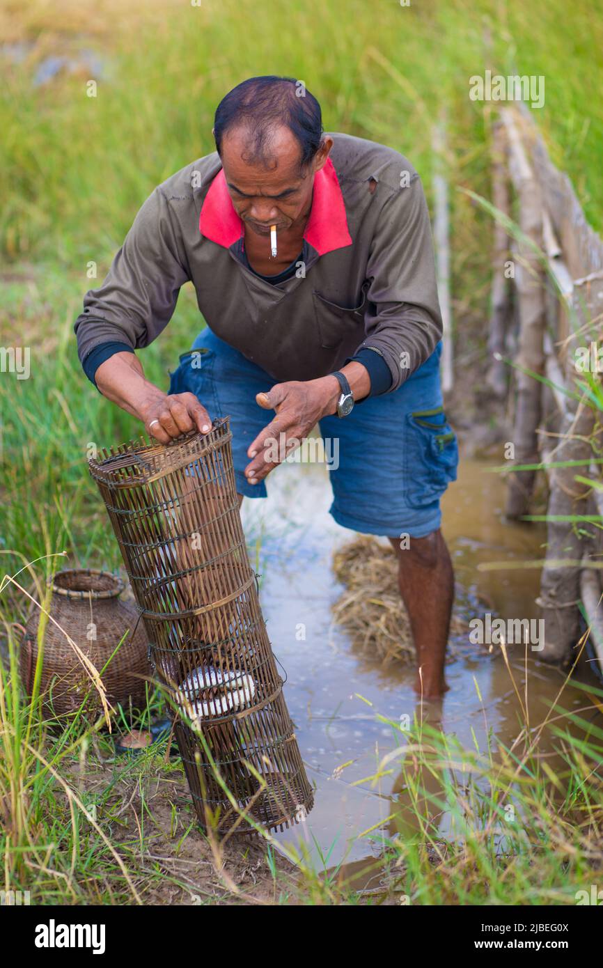 Thai Farmers' Lifestyle Thai farmers are fishing traps in Thai rice ...