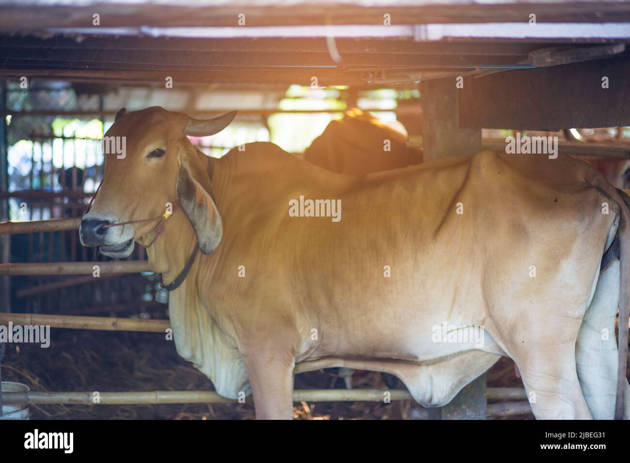 Brown cow in the barn of a Thai farmer Stock Photo - Alamy