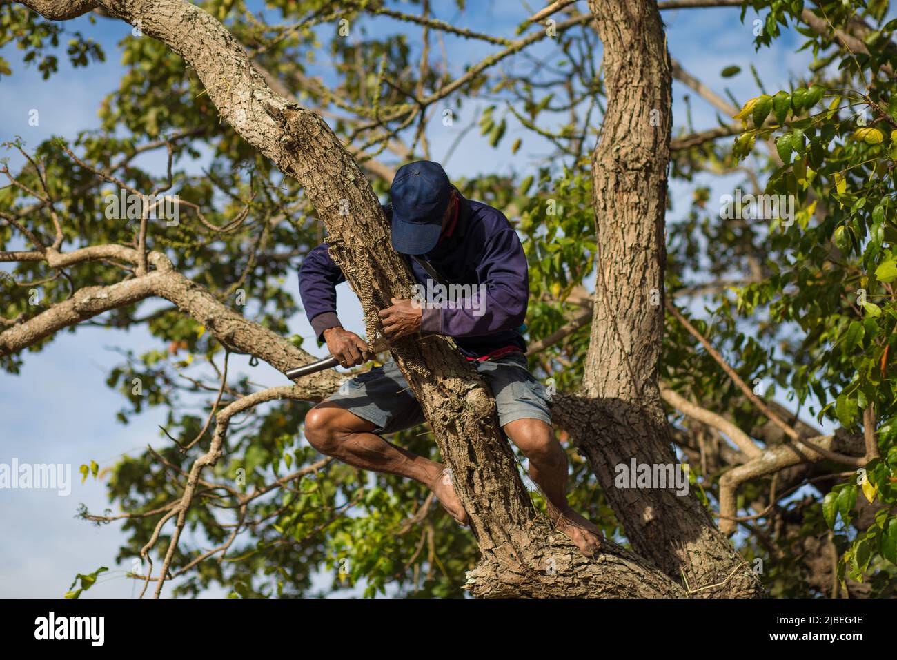 Life style farmer thai.farmers are climbing trees Stock Photo - Alamy