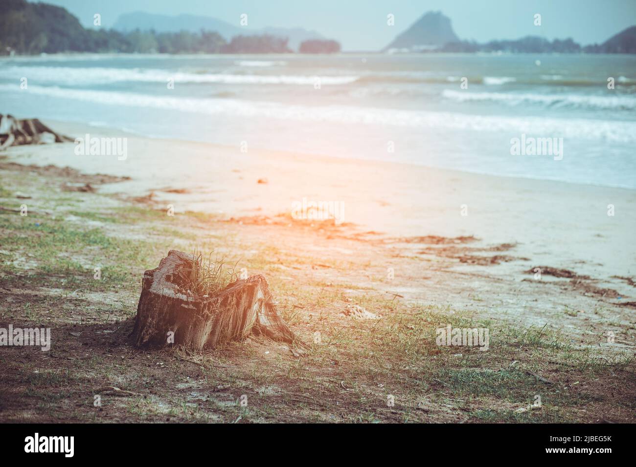 Trees and a huge dead tree stump on the beach. orange Light Vintage ...