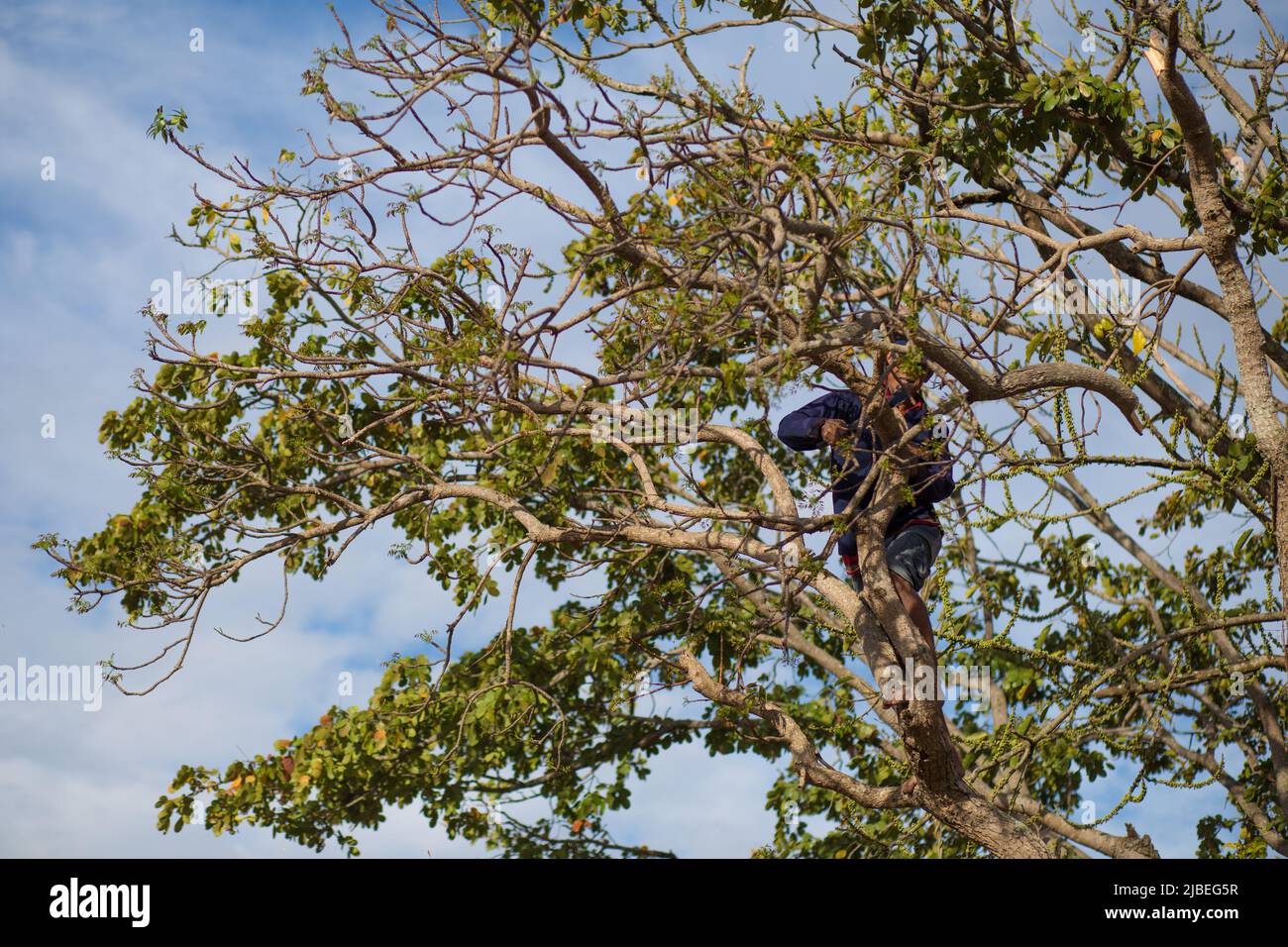 Life style farmer thai. farmers are climbing trees Stock Photo - Alamy