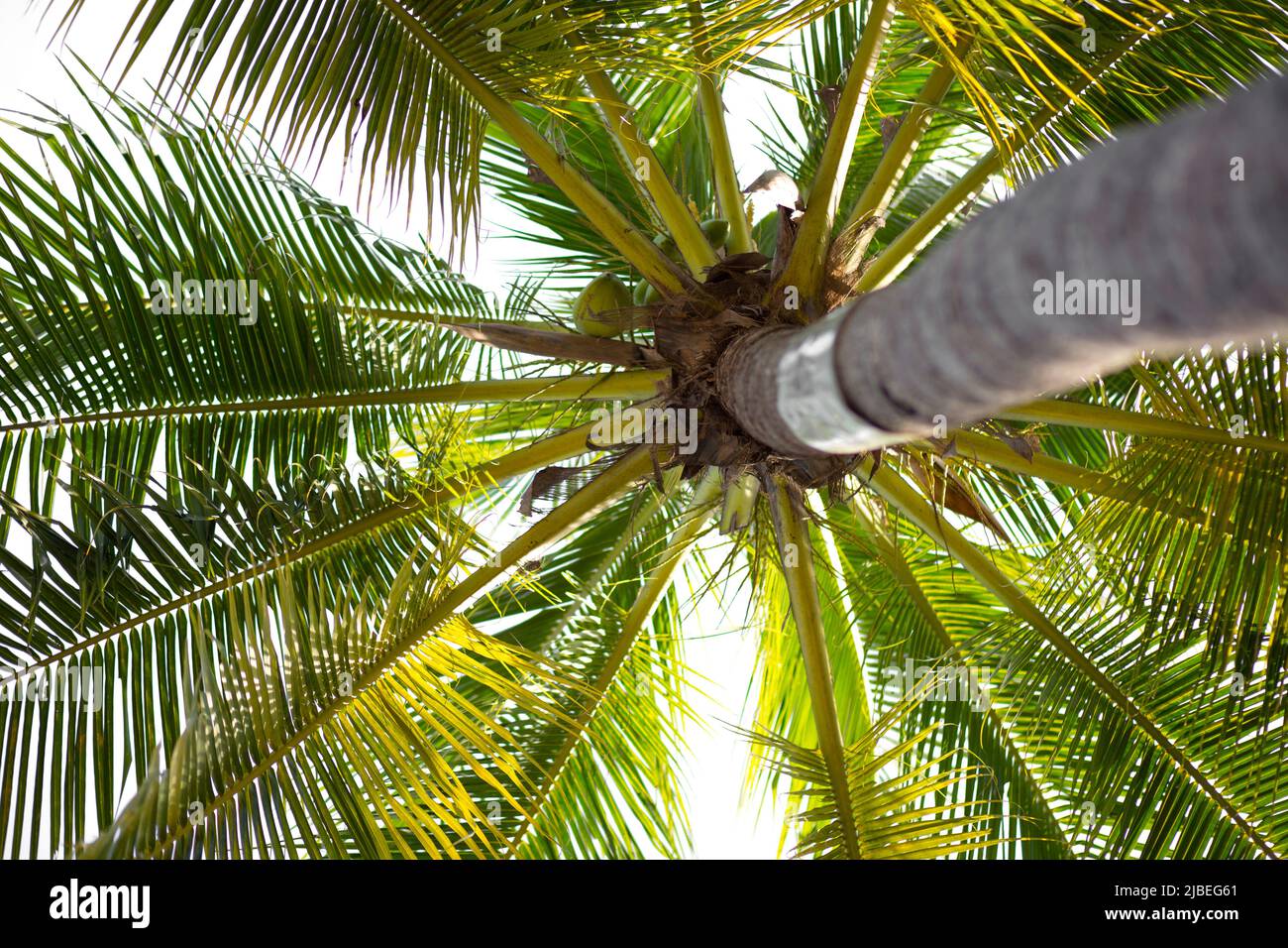 Beautiful coconut tree on white background Stock Photo - Alamy