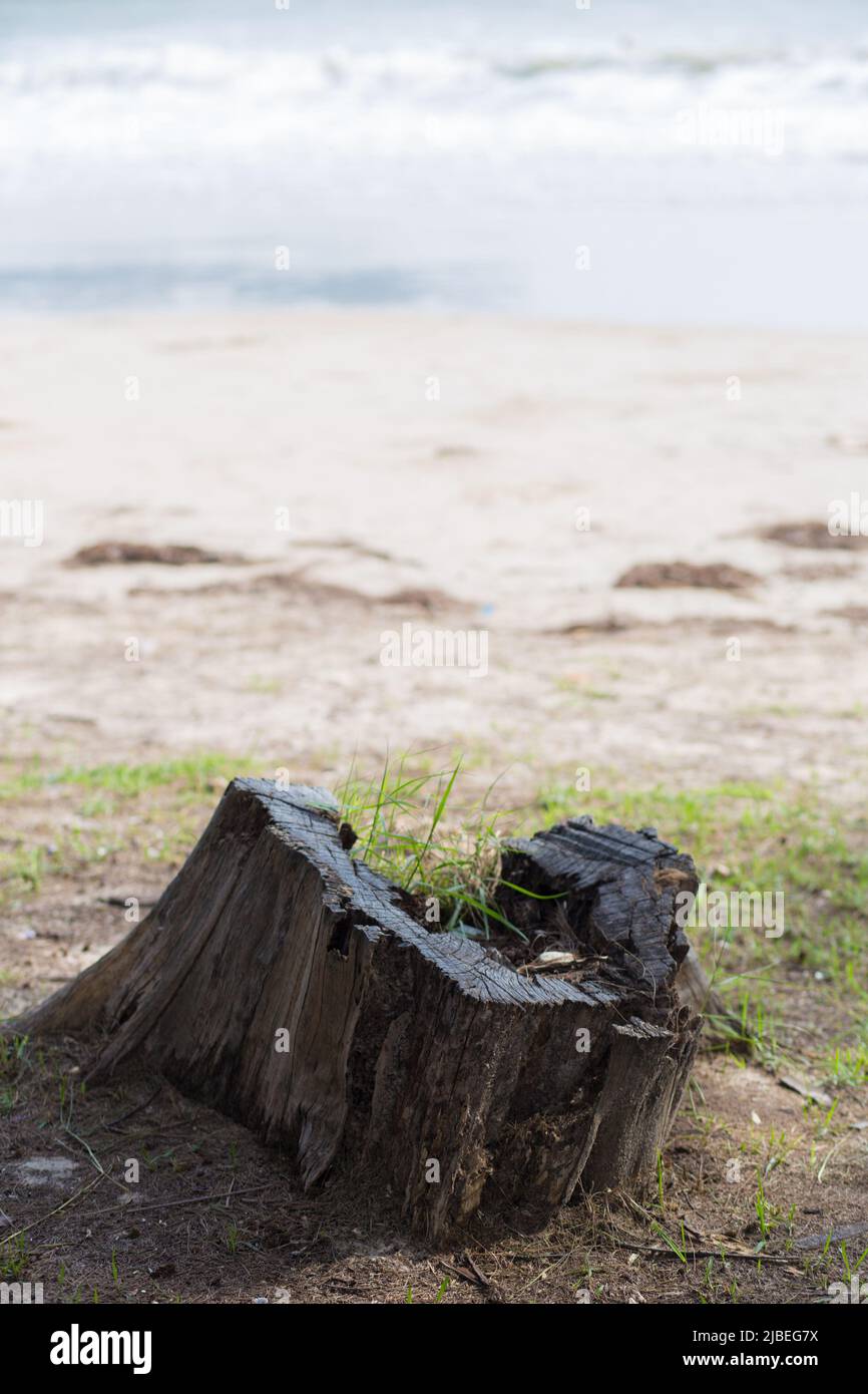 Trees and a huge dead tree stump left on the beach. Leaves in the water ...