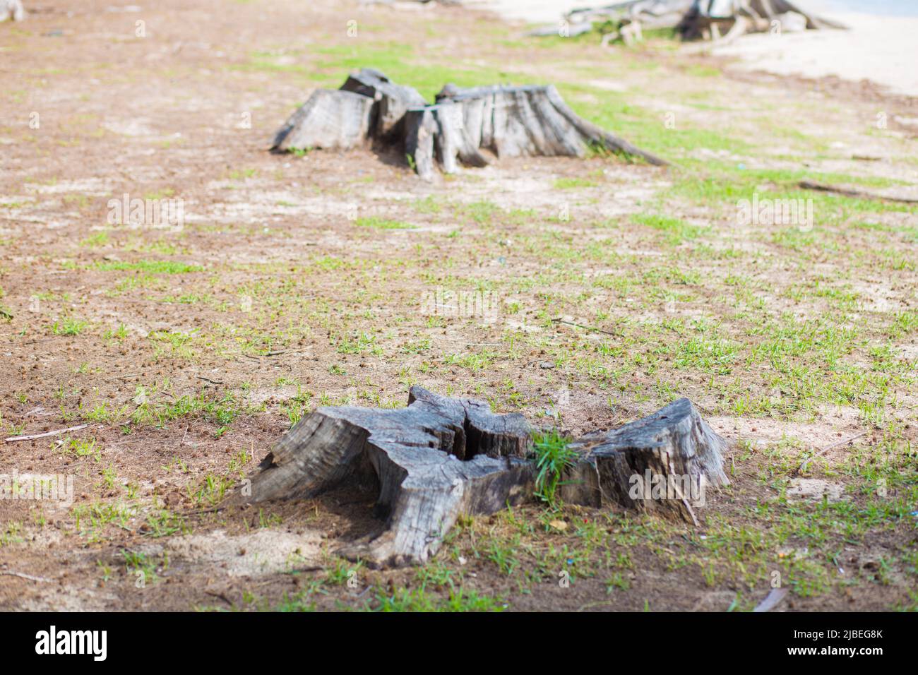 Trees and a huge dead tree stump left on the beach. Leaves in the water ...