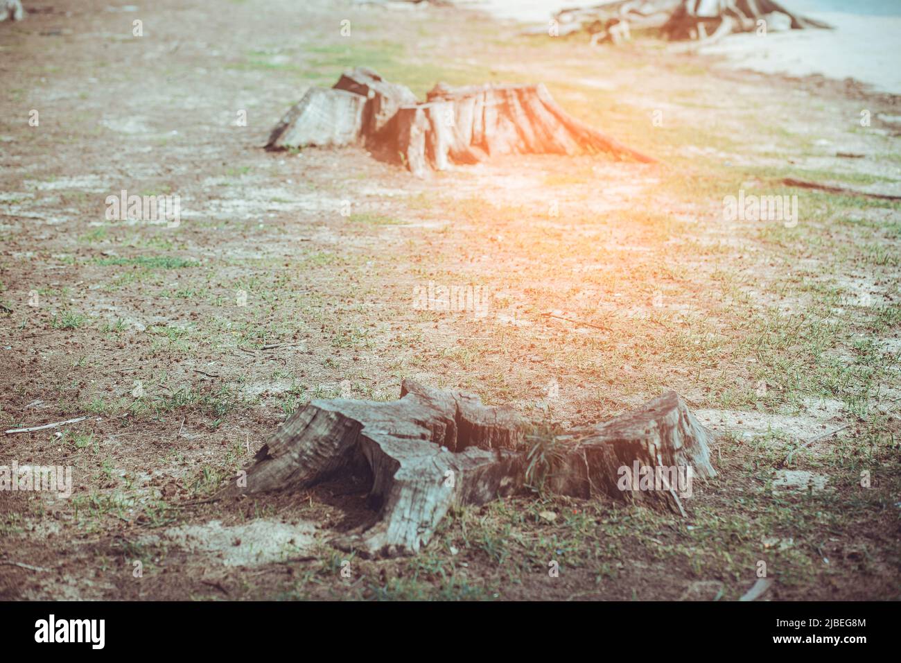 Trees and a huge dead tree stump on the beach. orange Light Vintage ...