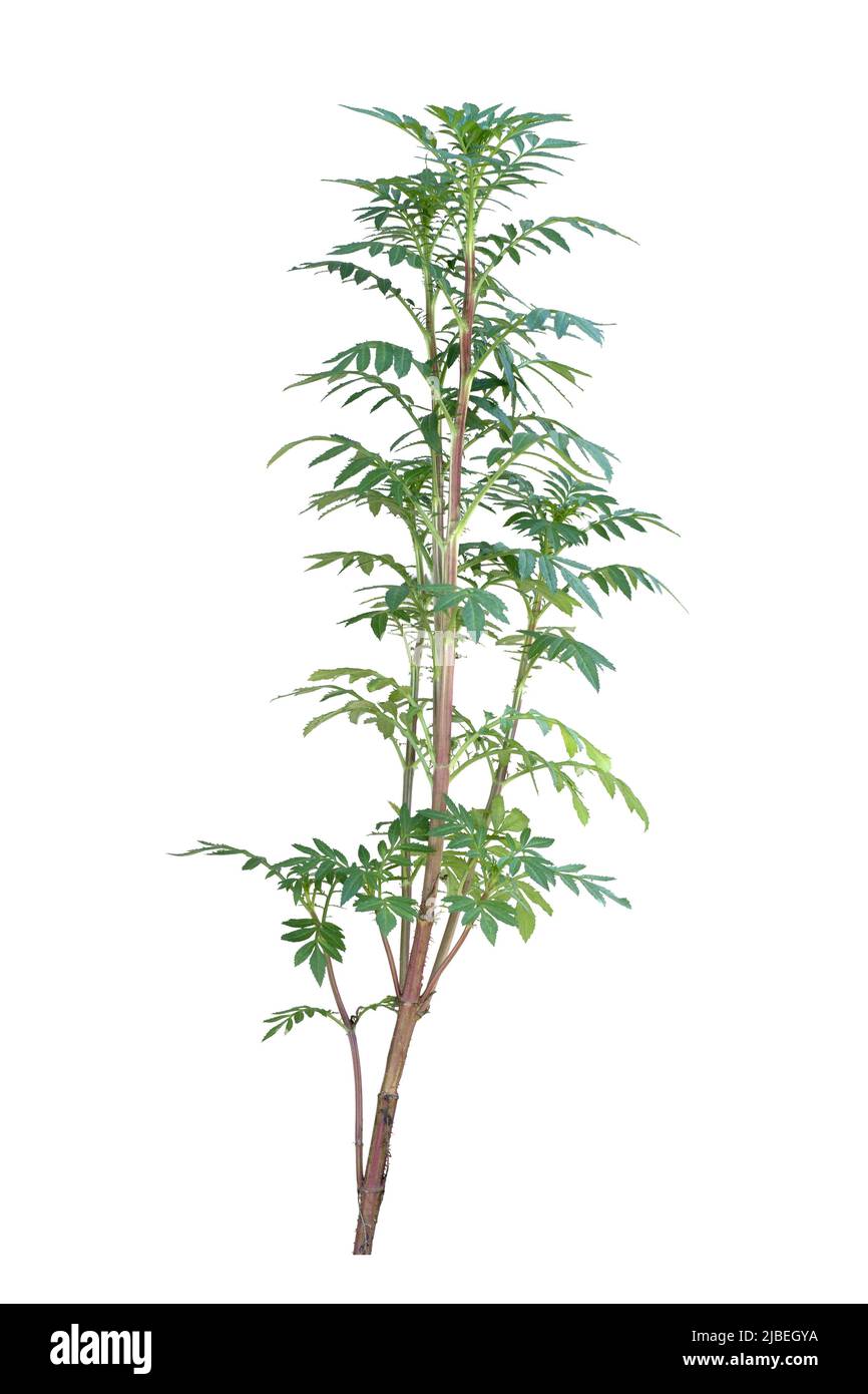 tree,Marigold ,with clippind path Stock Photo - Alamy