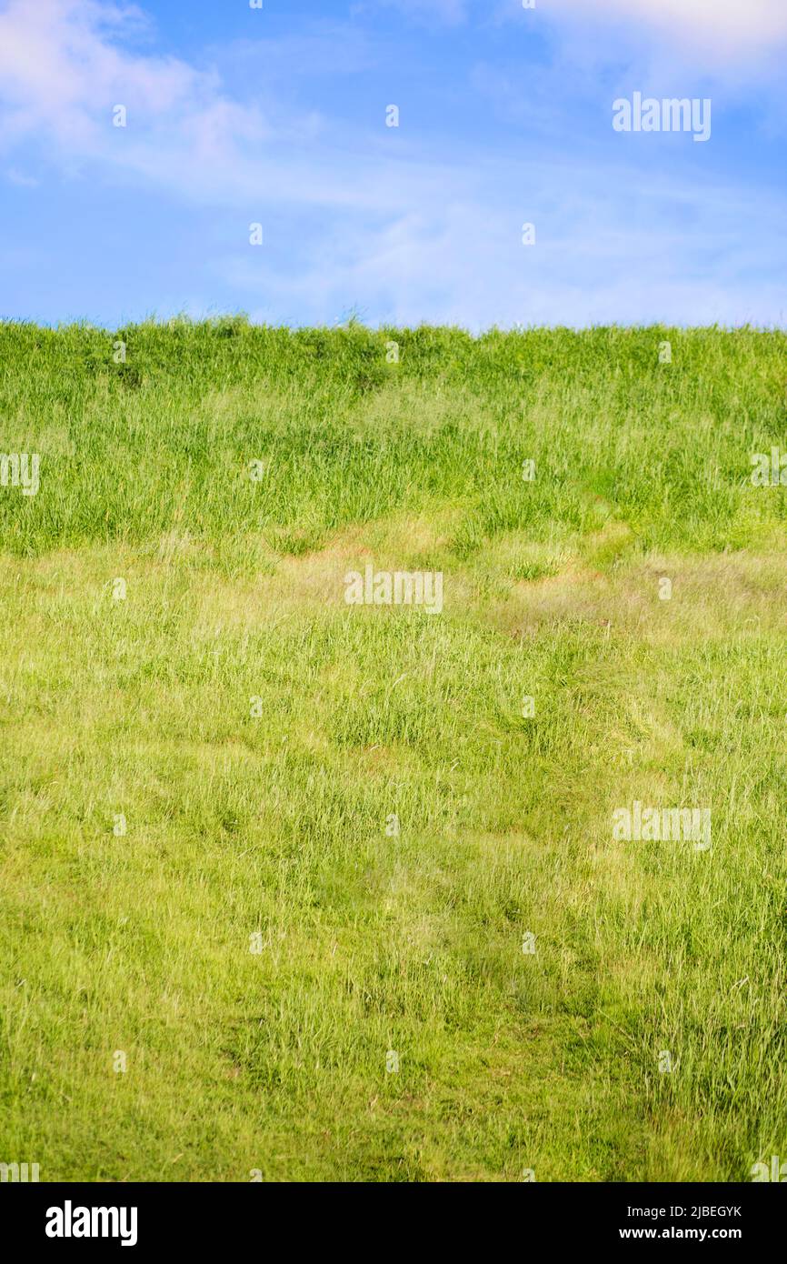 Sky view with grass Stock Photo - Alamy