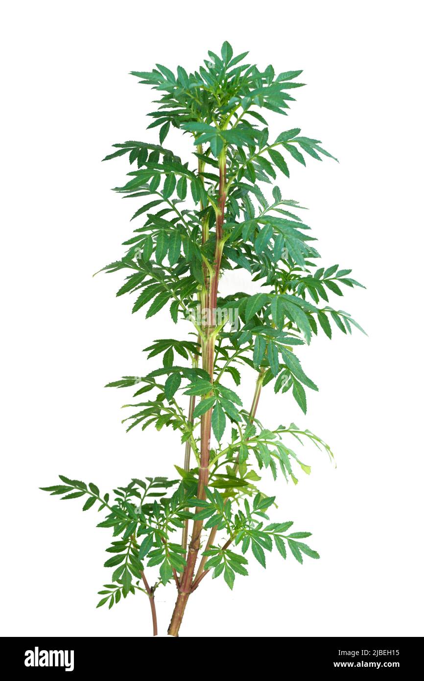 Mexican marigold flower Cut Out Stock Images & Pictures - Alamy