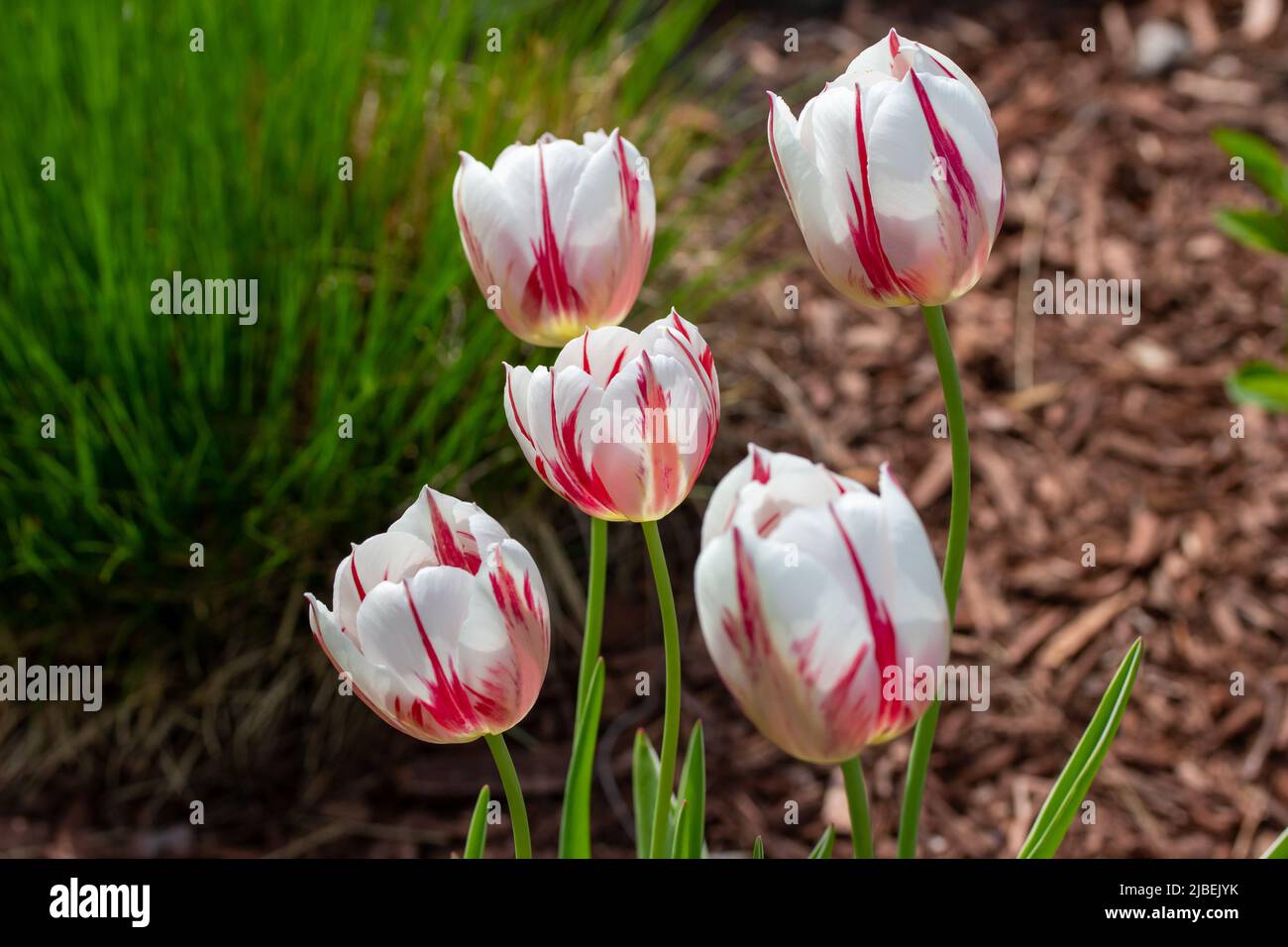 Close up texture view of beautiful white tulips (tulipa) with red candy ...