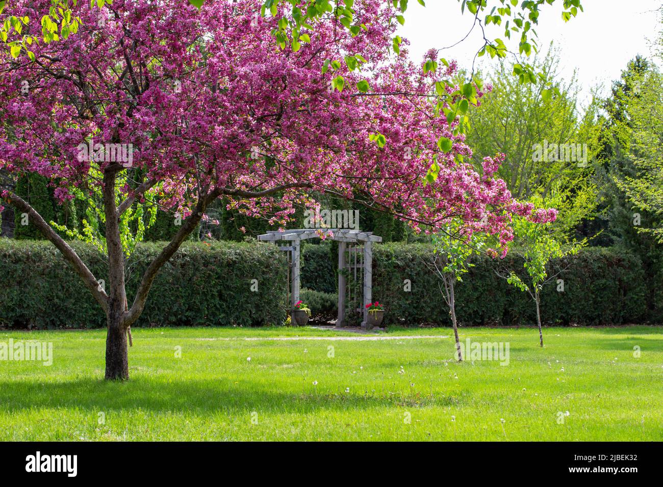 Landscape view of beautiful ornamental apple trees in full bloom in an ...