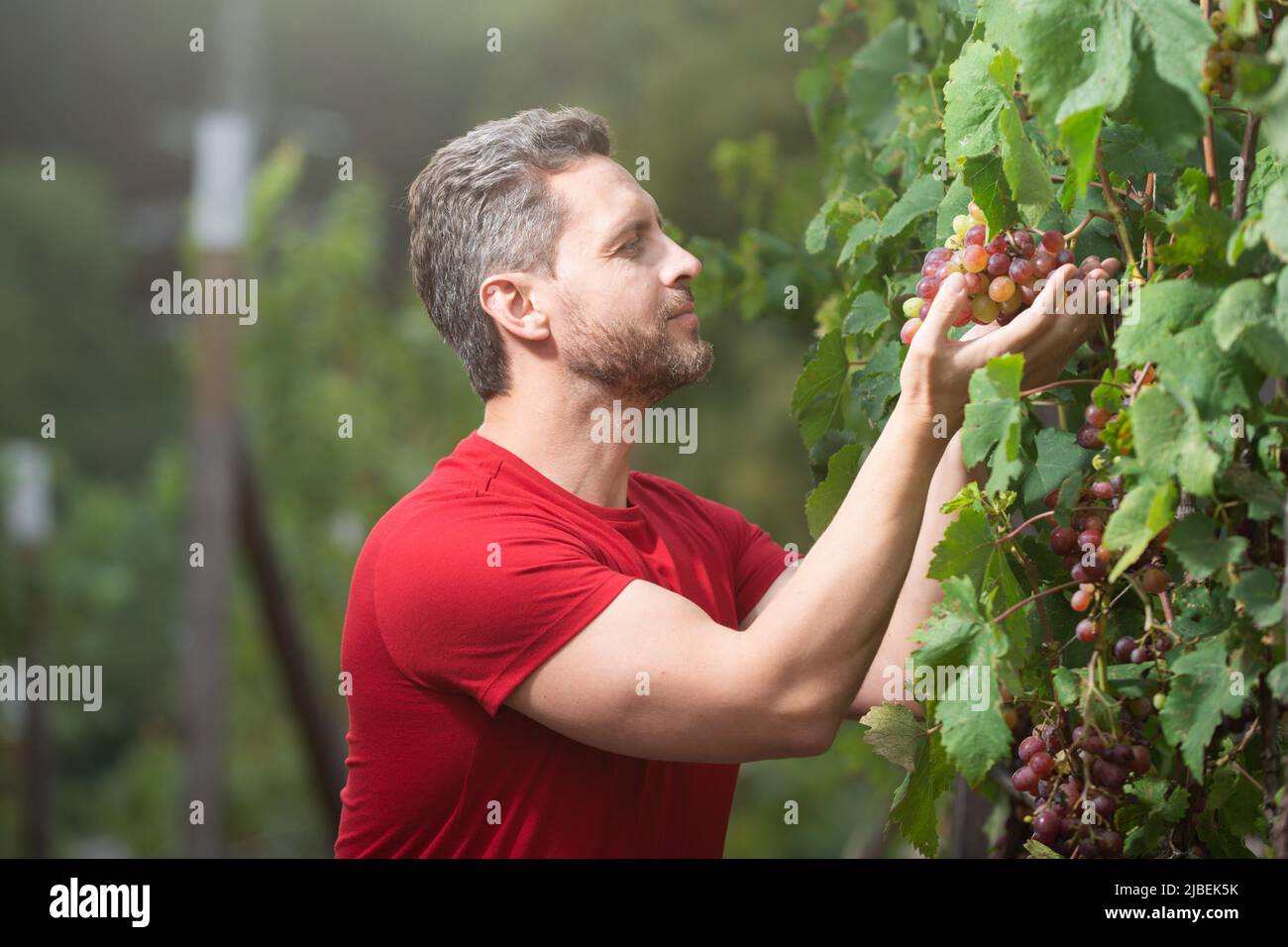 Grape farmer cutting grapes. Grape harvest, smiling farmer cut grapes ...