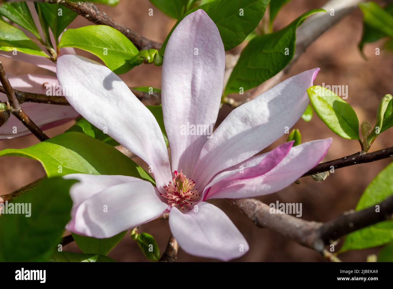 Macro texture view of a single beautiful white and pink saucer magnolia ...