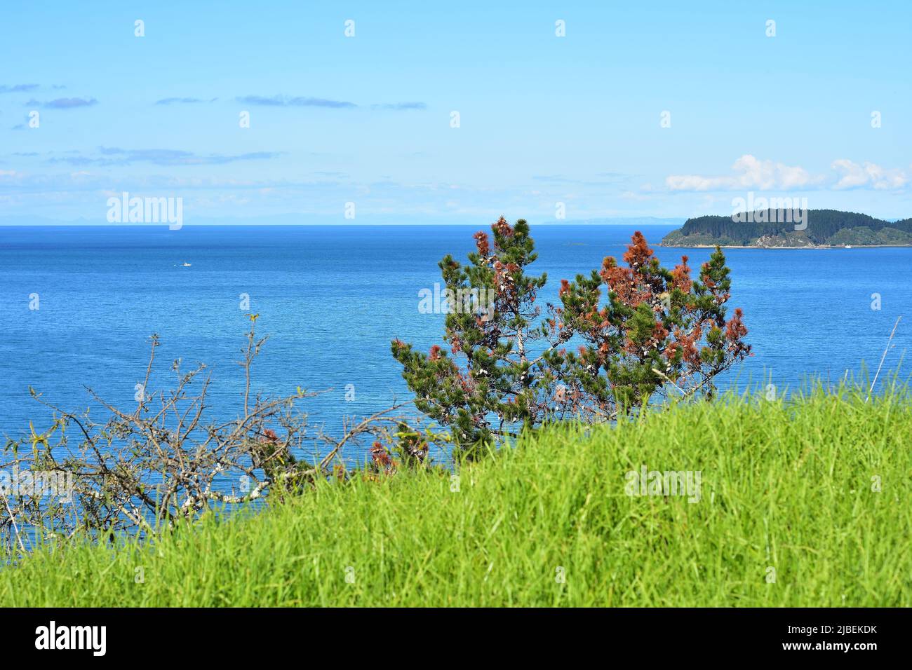 New zealand conifer tree hi-res stock photography and images - Alamy