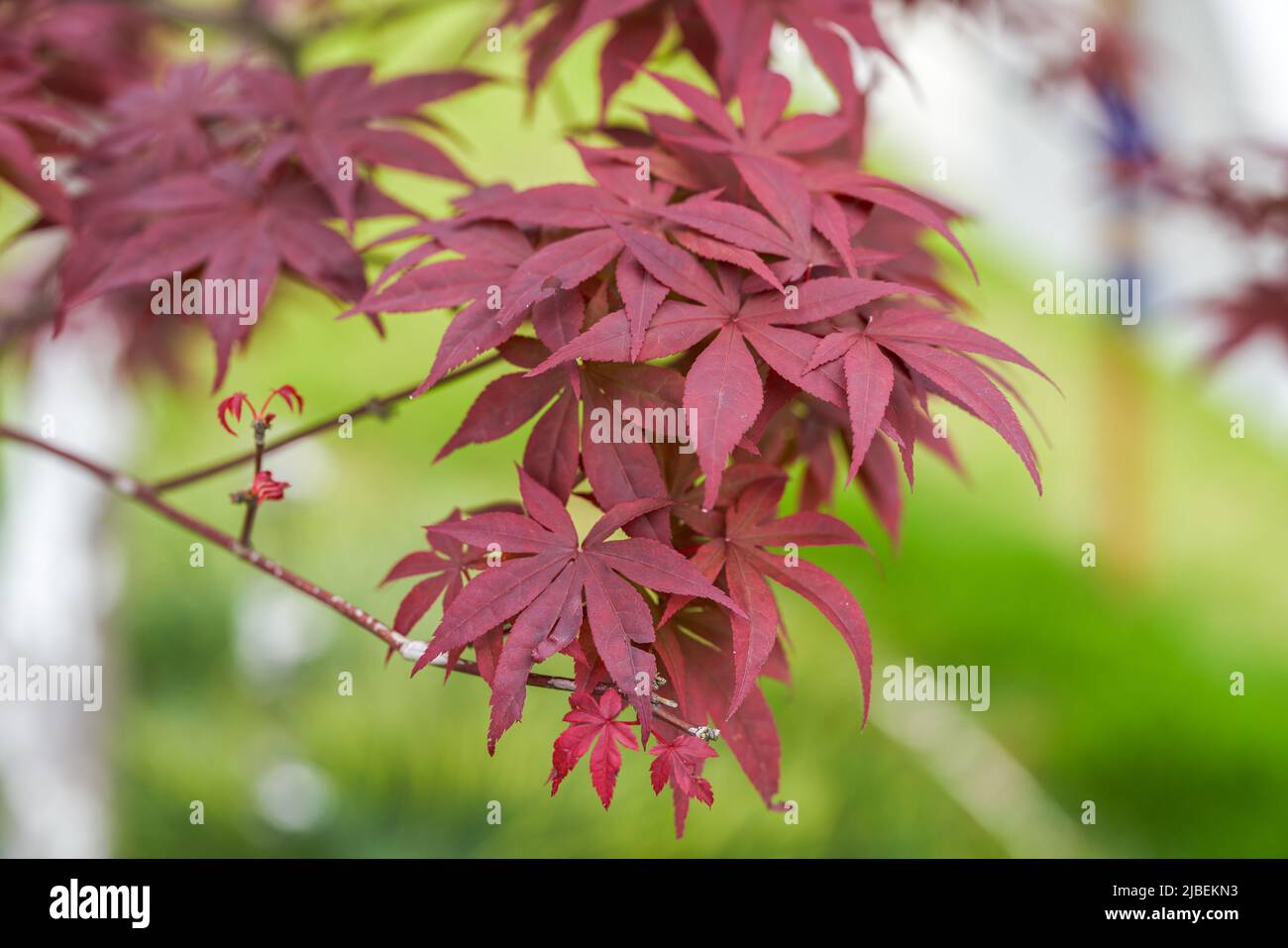 A lush and beautiful feather maple plant Stock Photo - Alamy