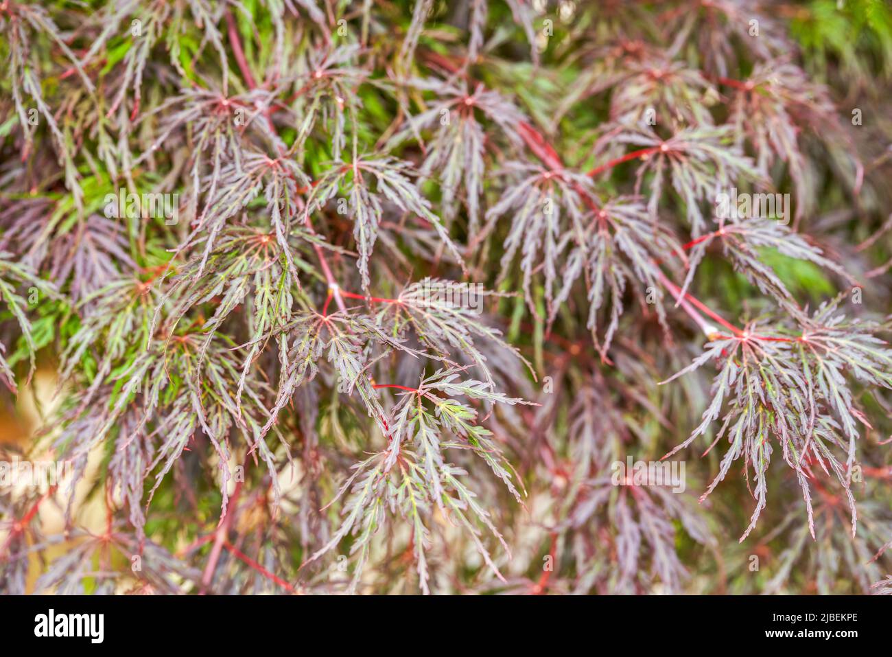 A lush and beautiful feather maple plant Stock Photo - Alamy