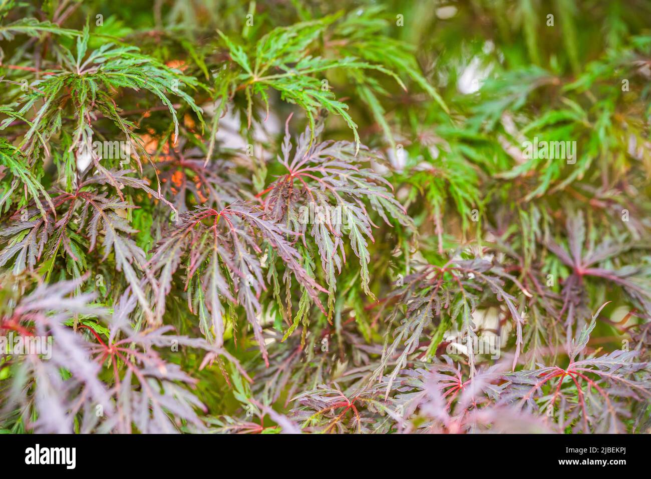 A lush and beautiful feather maple plant Stock Photo - Alamy