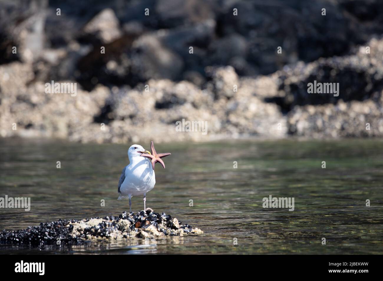 A glaucous-winged gull holding a starfish while standing a shell ...