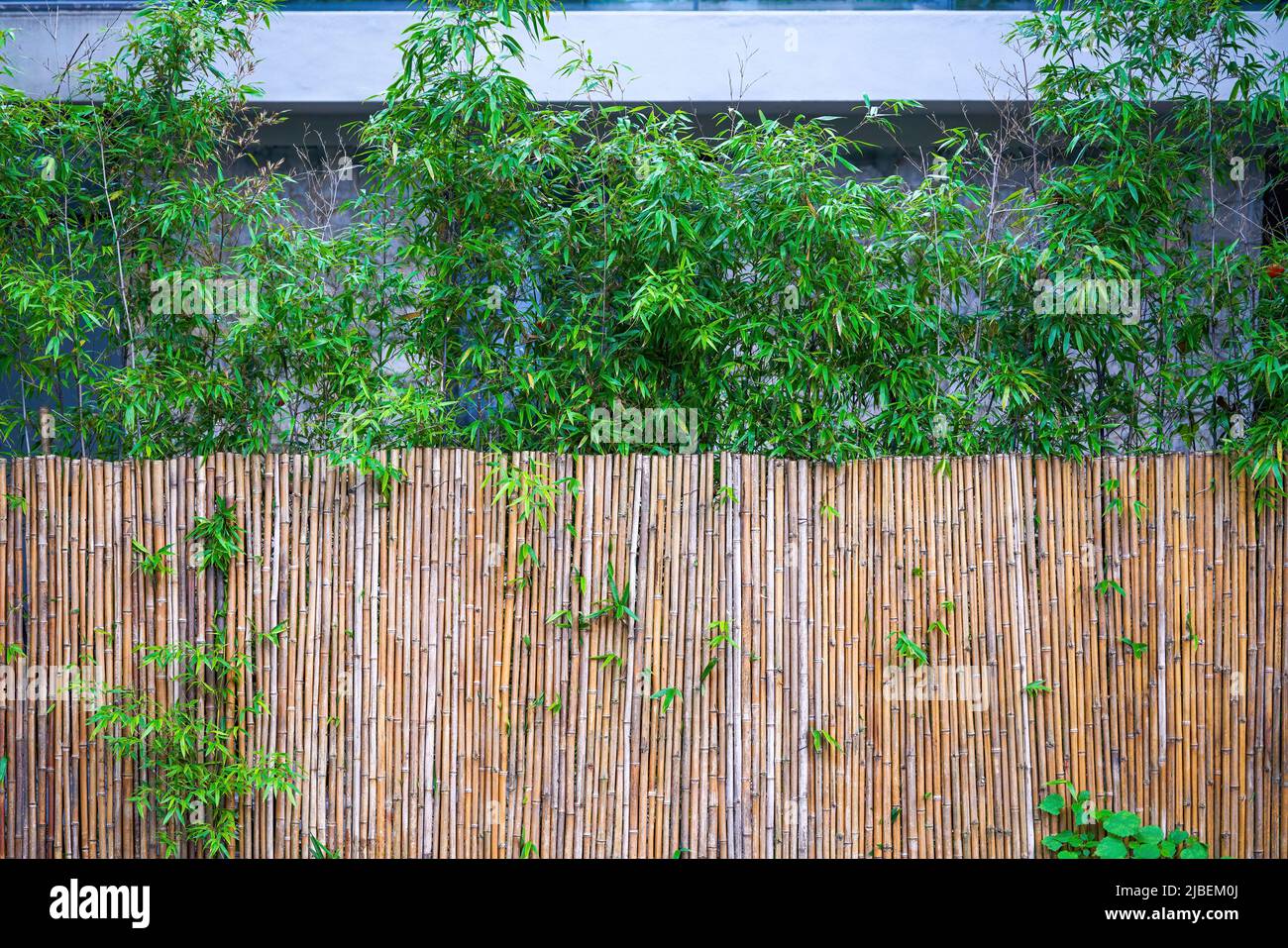 Bamboo landscape and bamboo fence fence in Chinese garden Stock Photo ...