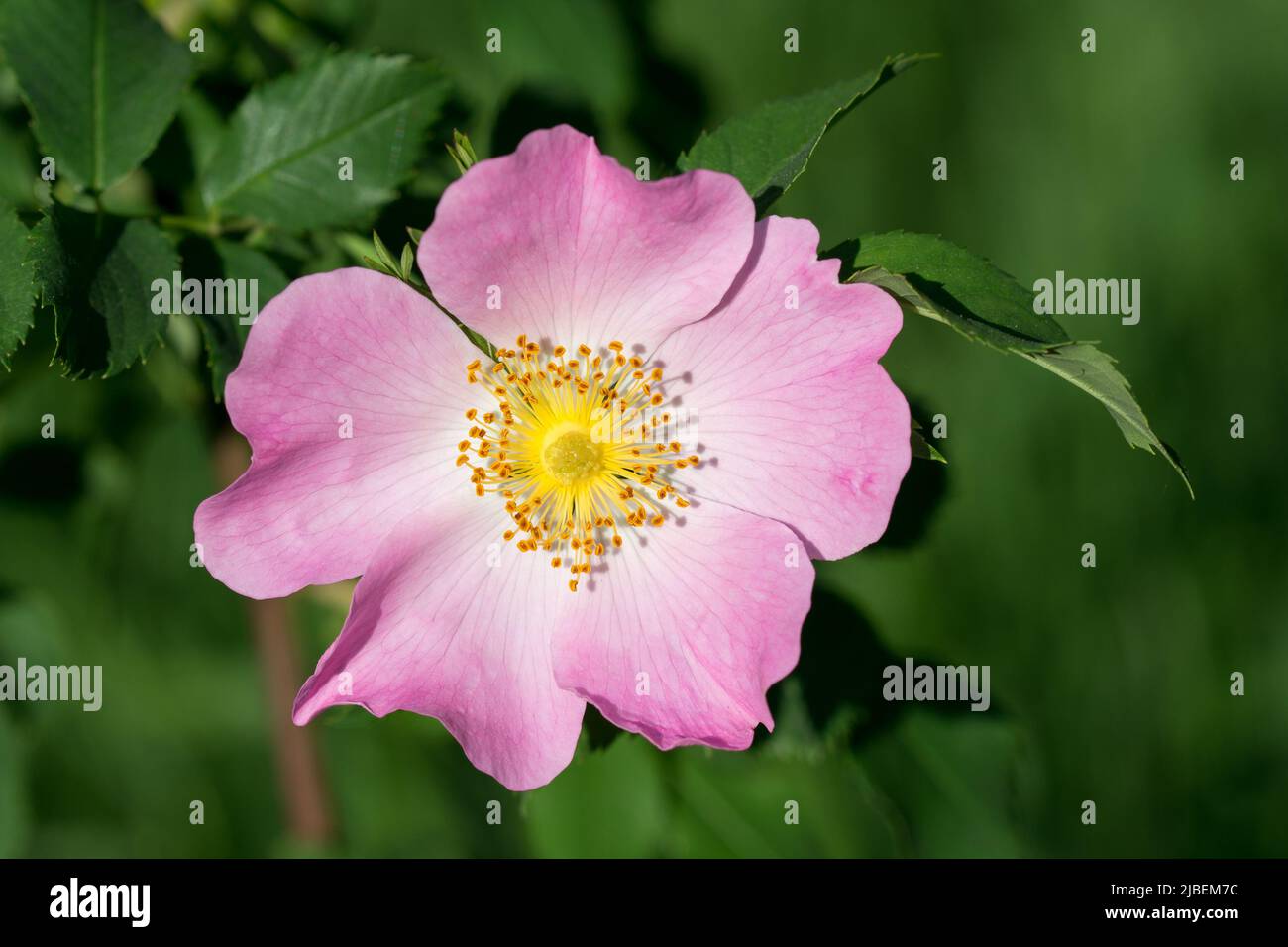 Selective focus on rose flower hi-res stock photography and images - Alamy