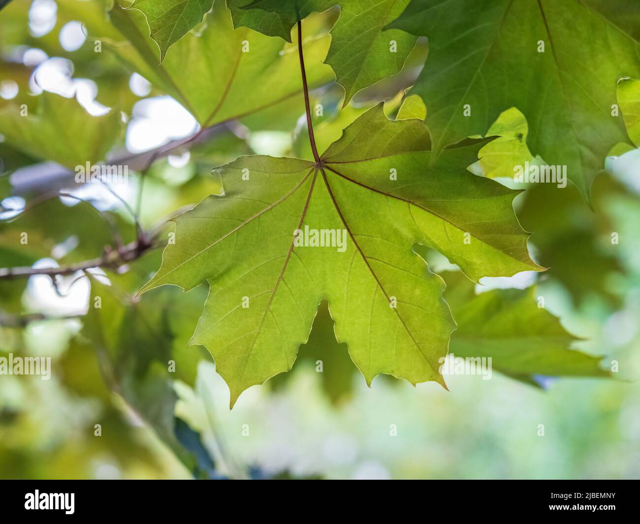 Spring branches of maple tree with fresh green leaves. Spring ...