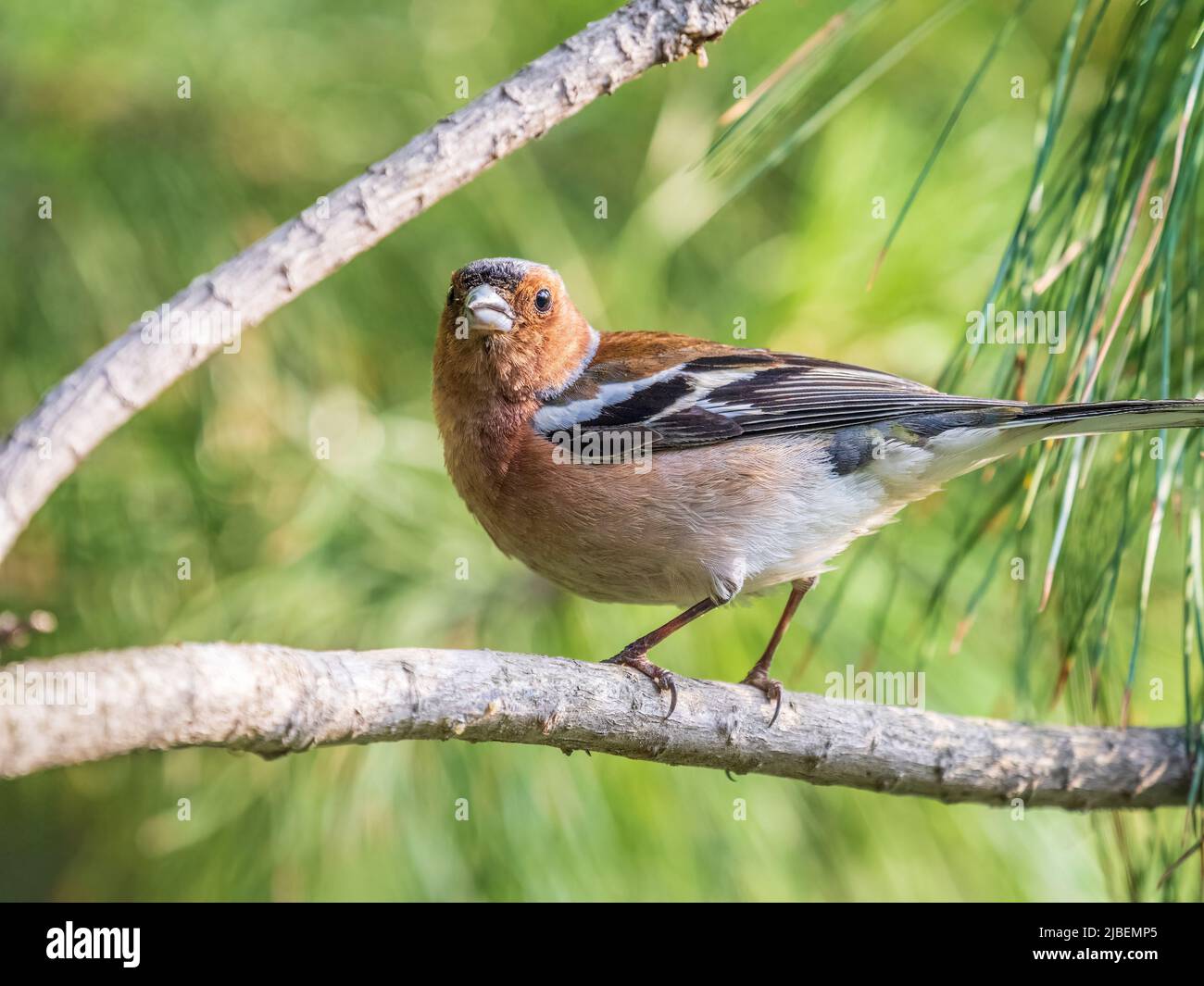 Common chaffinch sits on a branch in spring on green background ...