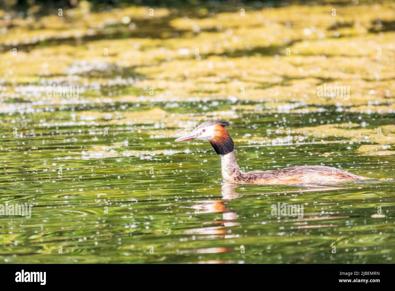 The waterfowl bird Great Crested Grebe swimming in the calm lake. The ...