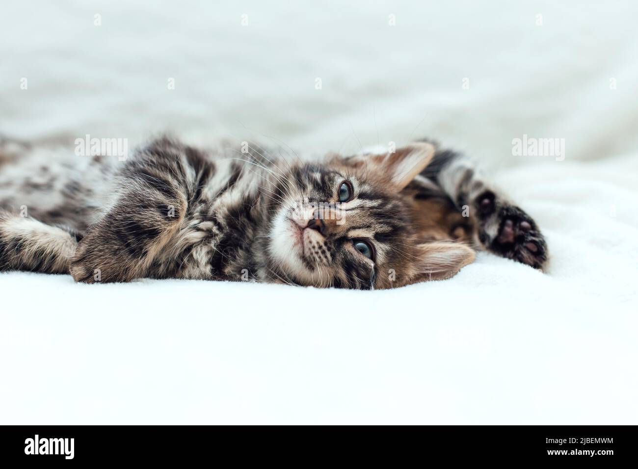 Cute bengal one month old kitten on the white fury blanket close-up ...