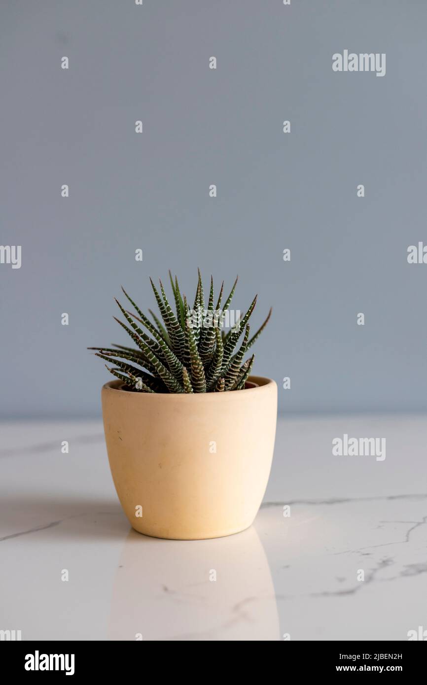 Haworthia zebra cactus in a ceramic pot Stock Photo - Alamy