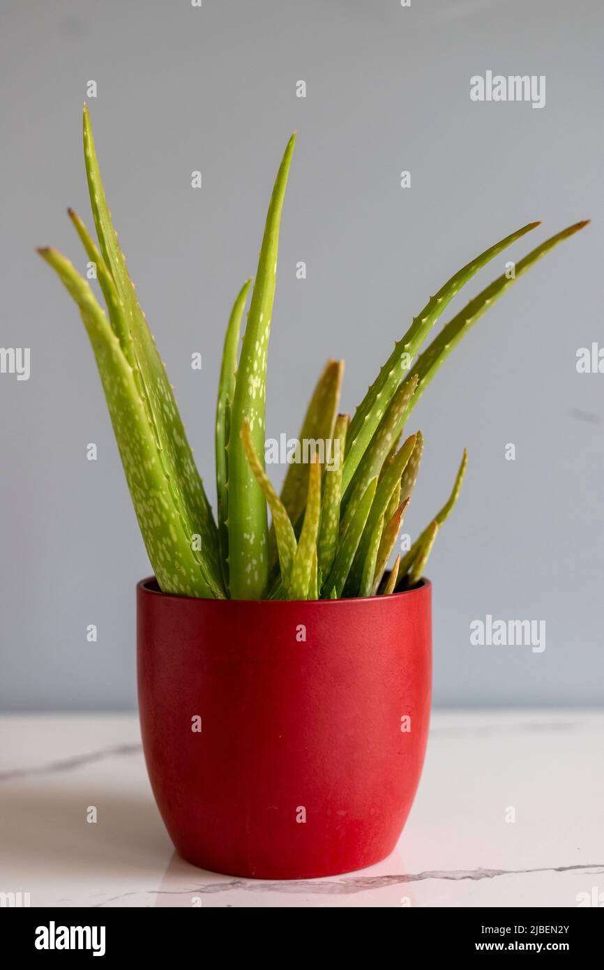 Aloe Vera plant in a red ceramic pot Stock Photo - Alamy