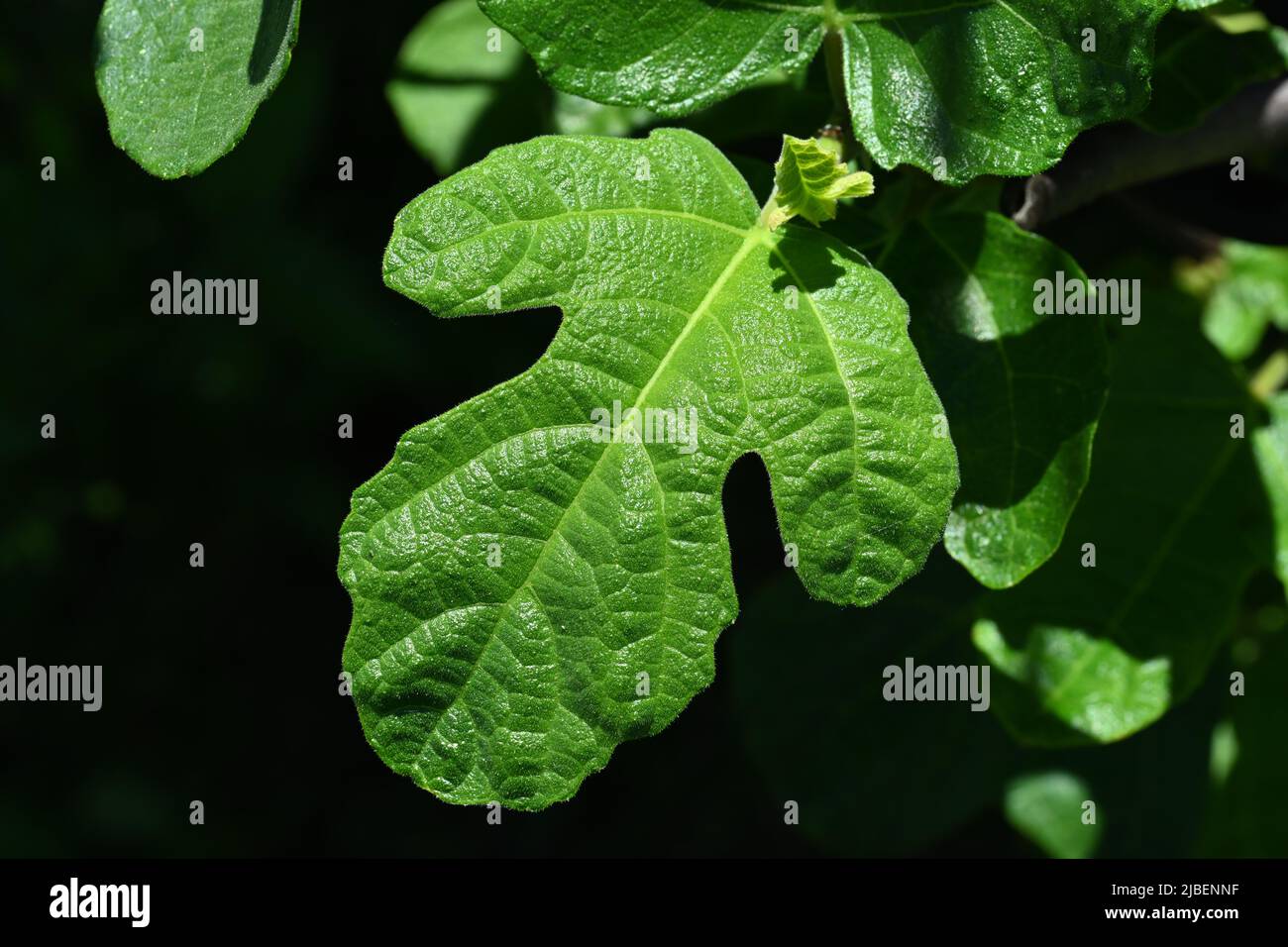 A highly detailed and beautiful, fig tree leaf Stock Photo - Alamy