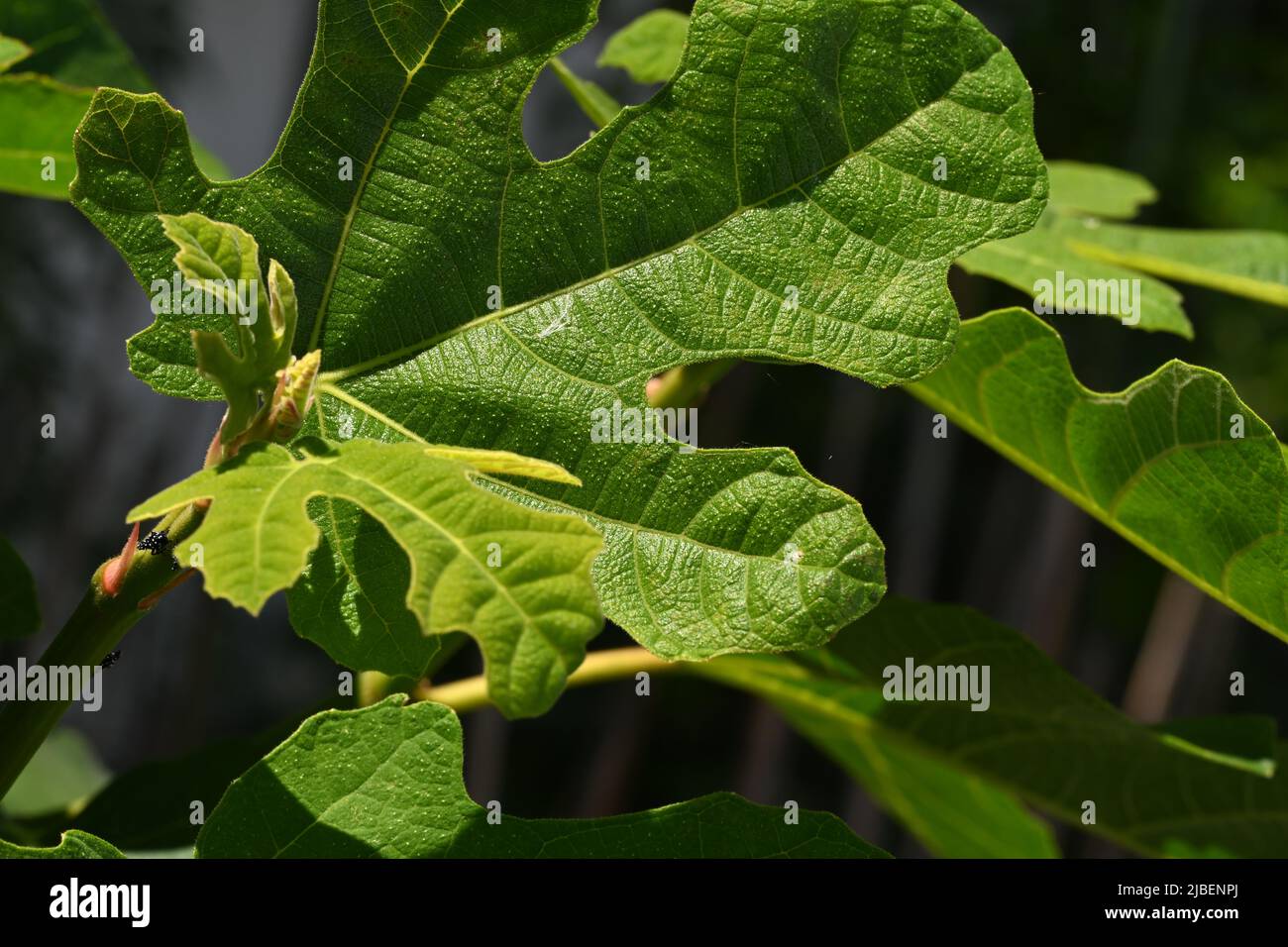 Fig leaf shape hi-res stock photography and images - Alamy