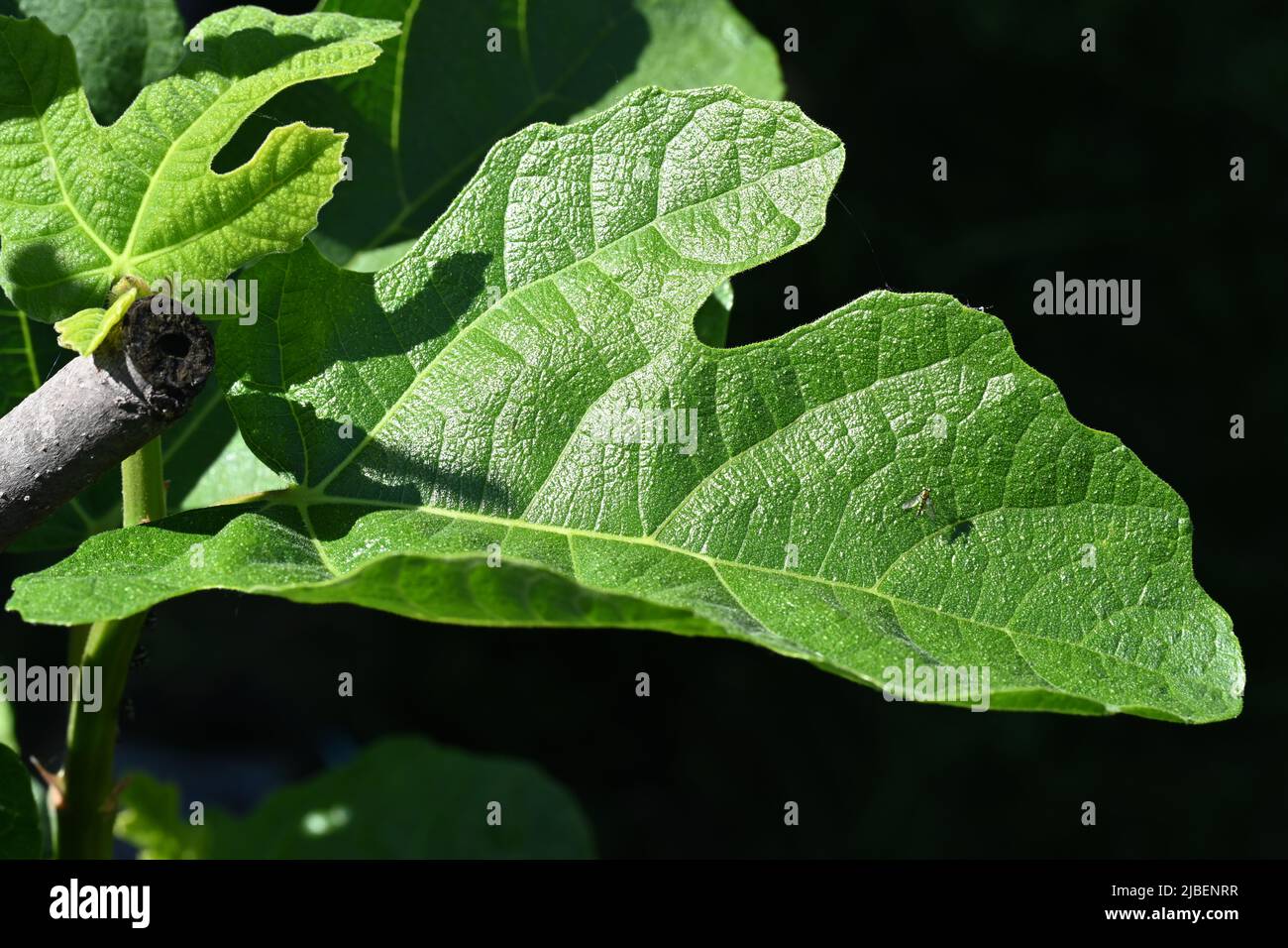 Fig leaf shape hi-res stock photography and images - Alamy