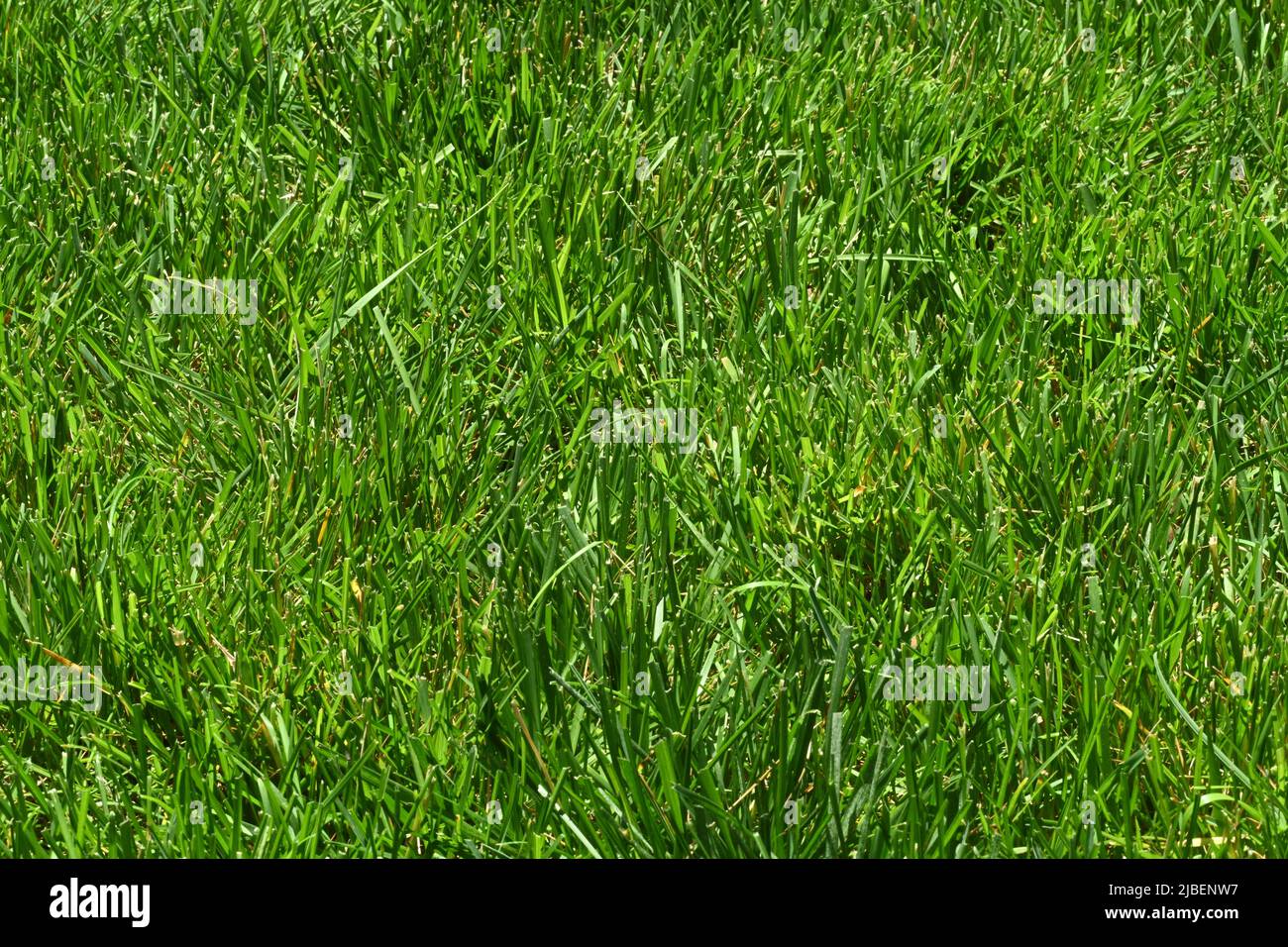 Beautiful green lawn freshly mowed hi-res stock photography and images ...