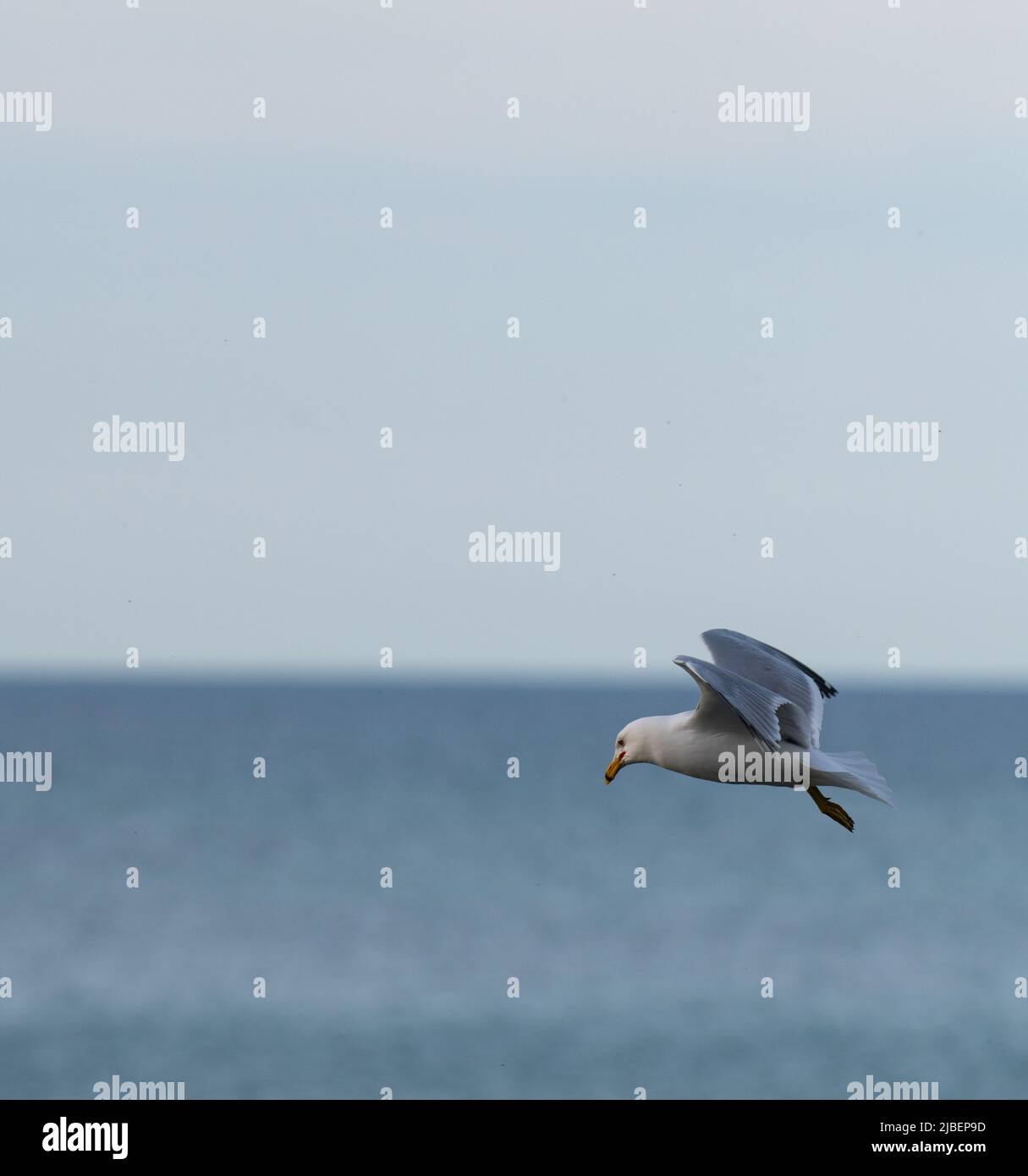 Flying water burd hi-res stock photography and images - Alamy